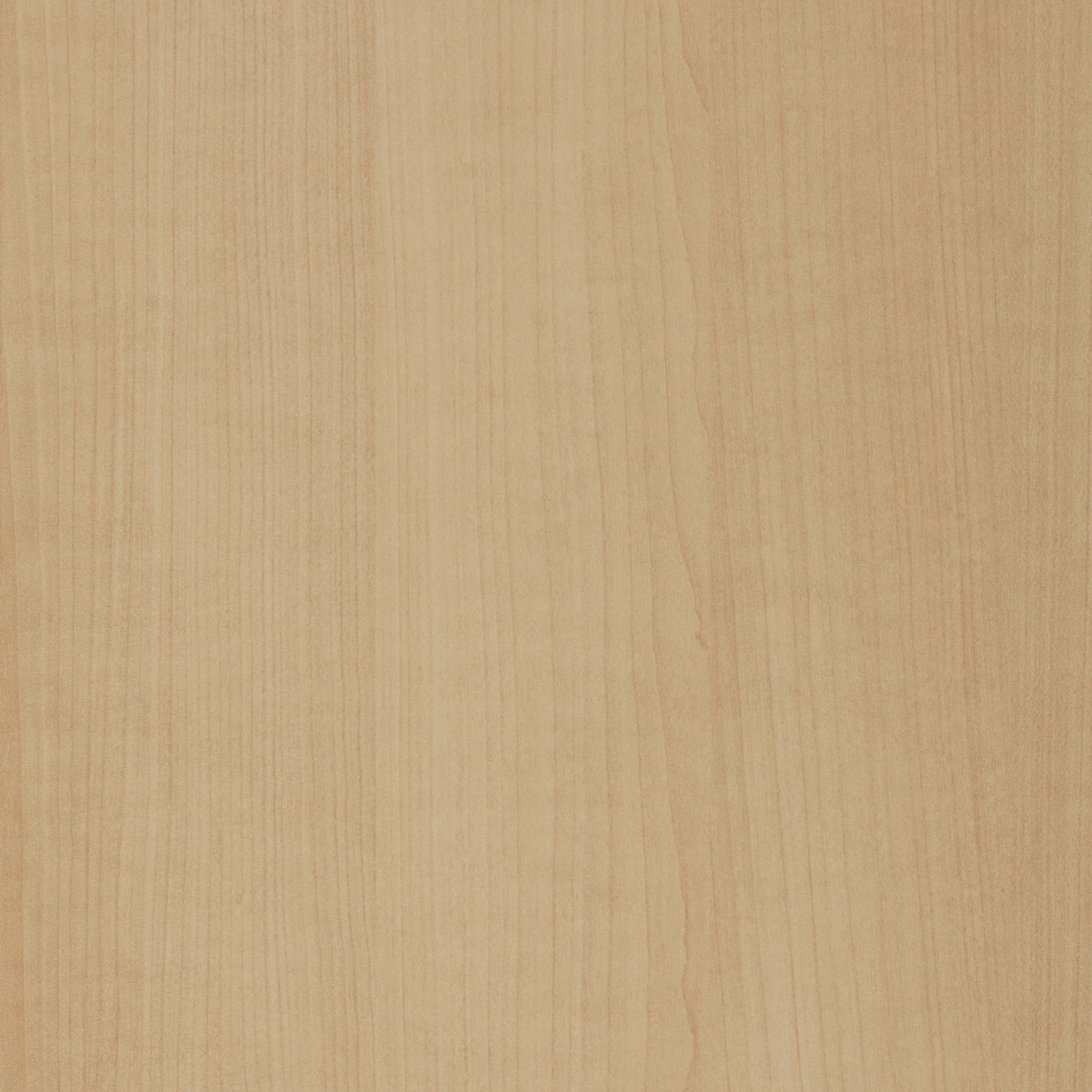 Northern Plain | Tafisa